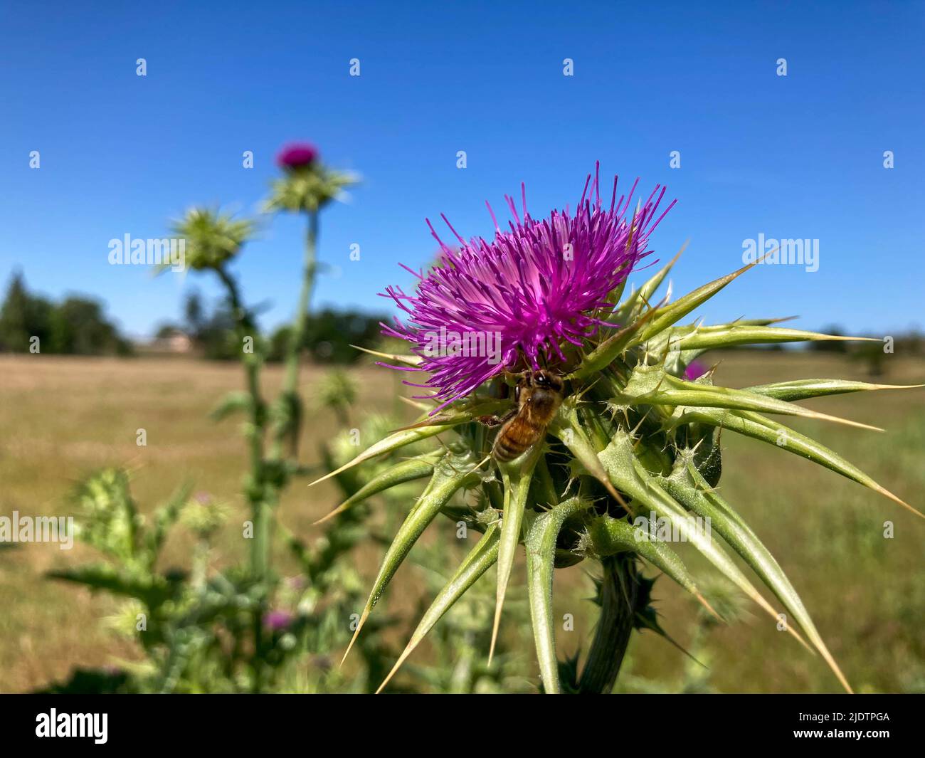 Purple Star Thistle Growing on the Roadside in the Country in ...