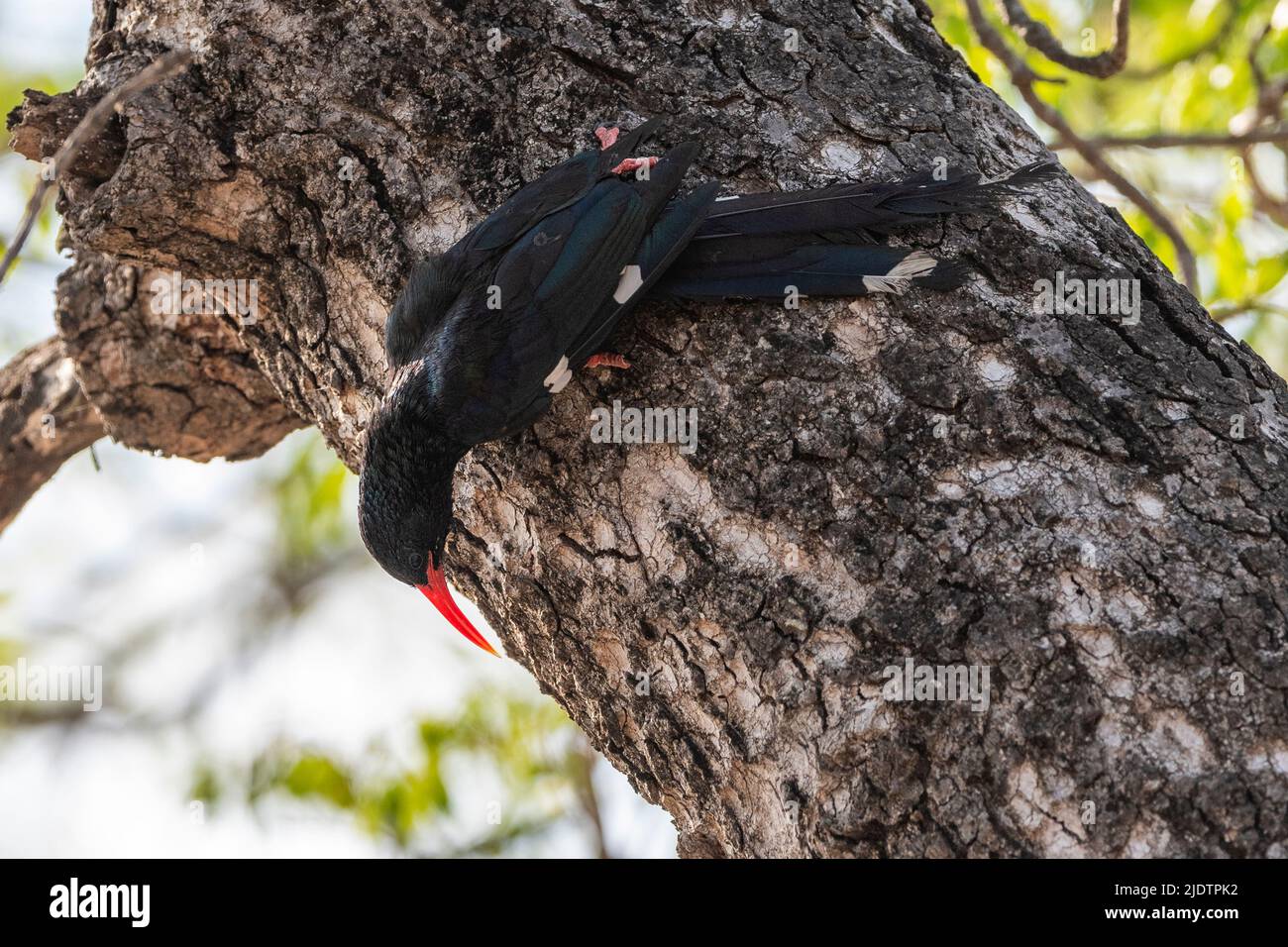 Green wood hoopoe (Phoeniculus purpureus) from Kruger NP, South Africa ...