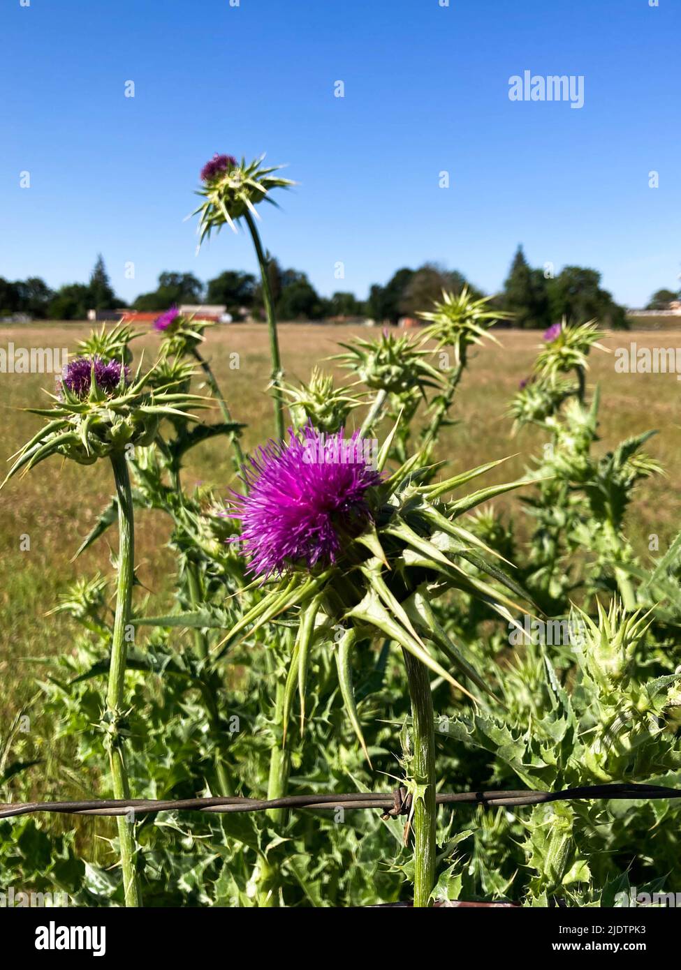 Purple Star Thistle Growing on the Roadside in the Country in ...