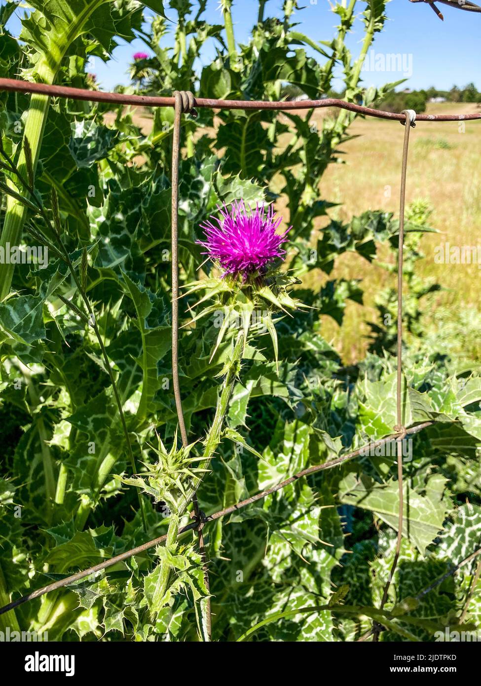 Purple Star Thistle Growing on the Roadside in the Country in ...
