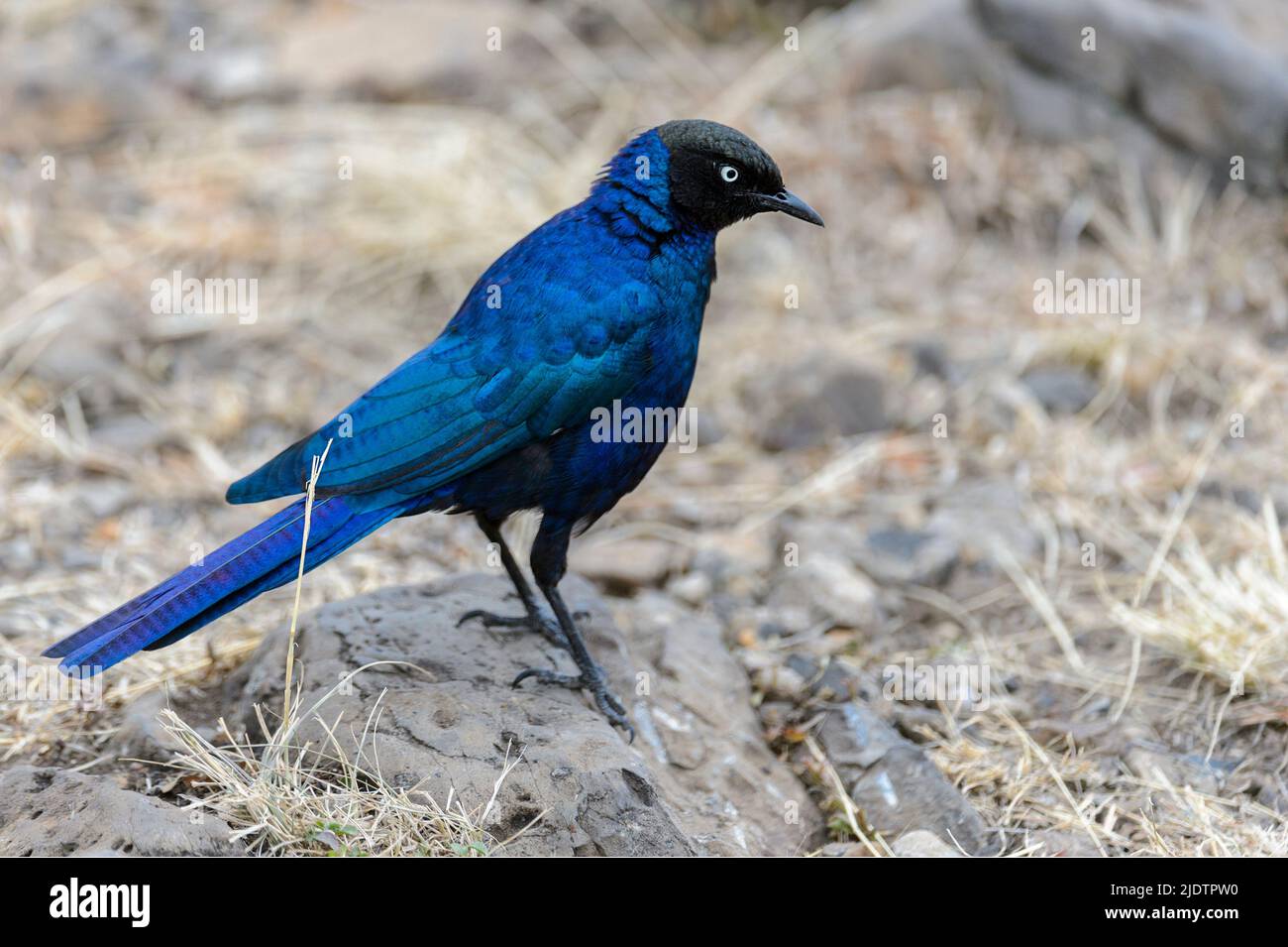Rueppell's glossy-starling (Lamprotornis purpuropterus) from Maasai ...