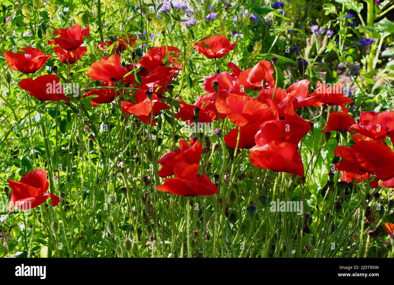 Common poppies Papaver rhoeas Stock Photo - Alamy