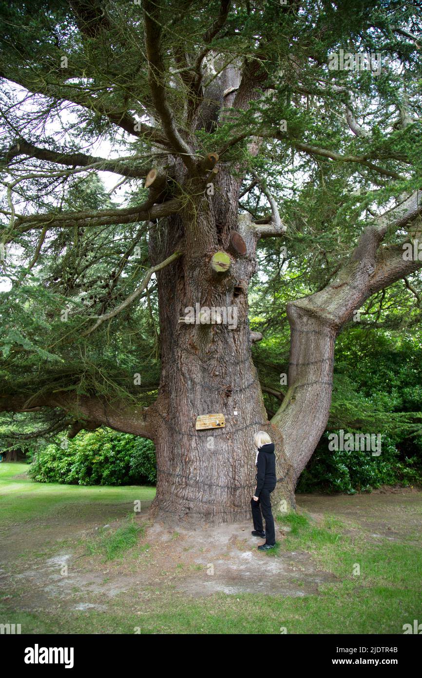 Ancient cedar tree hi-res stock photography and images - Alamy