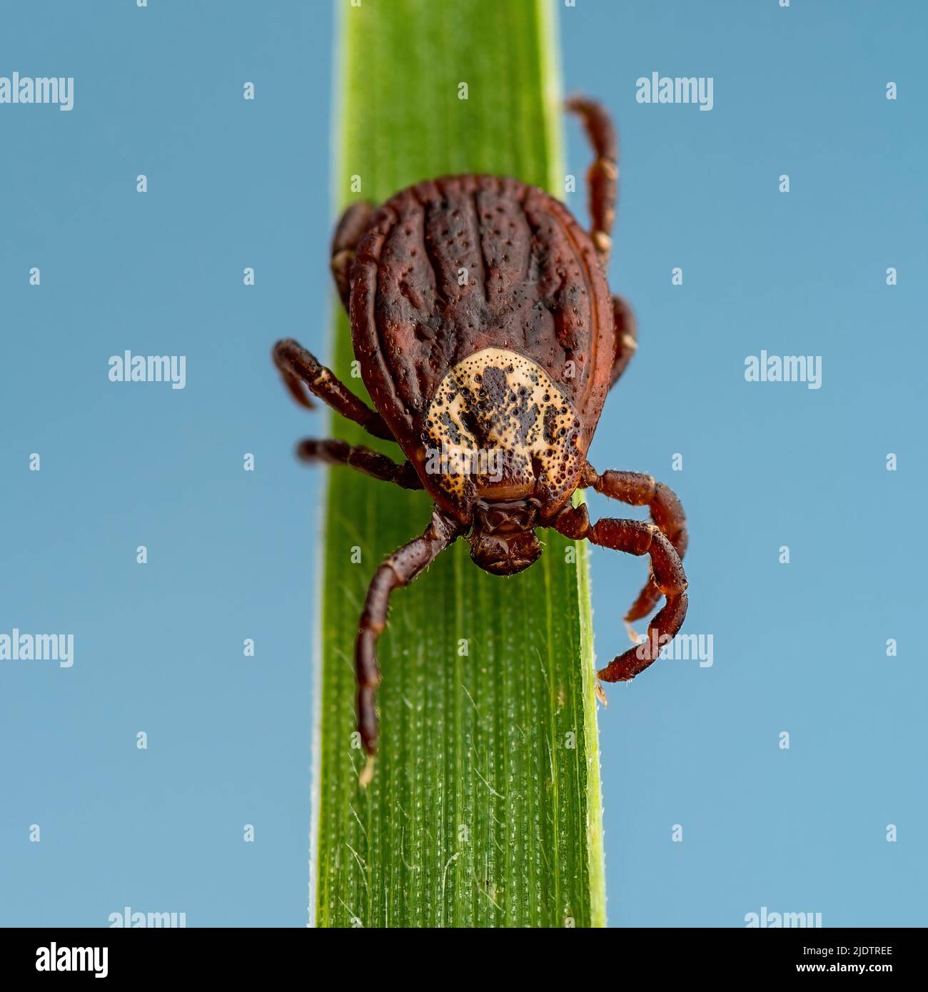 Encephalitis Tick Insect Crawling on Grass. Lyme Borreliosis Disease ...