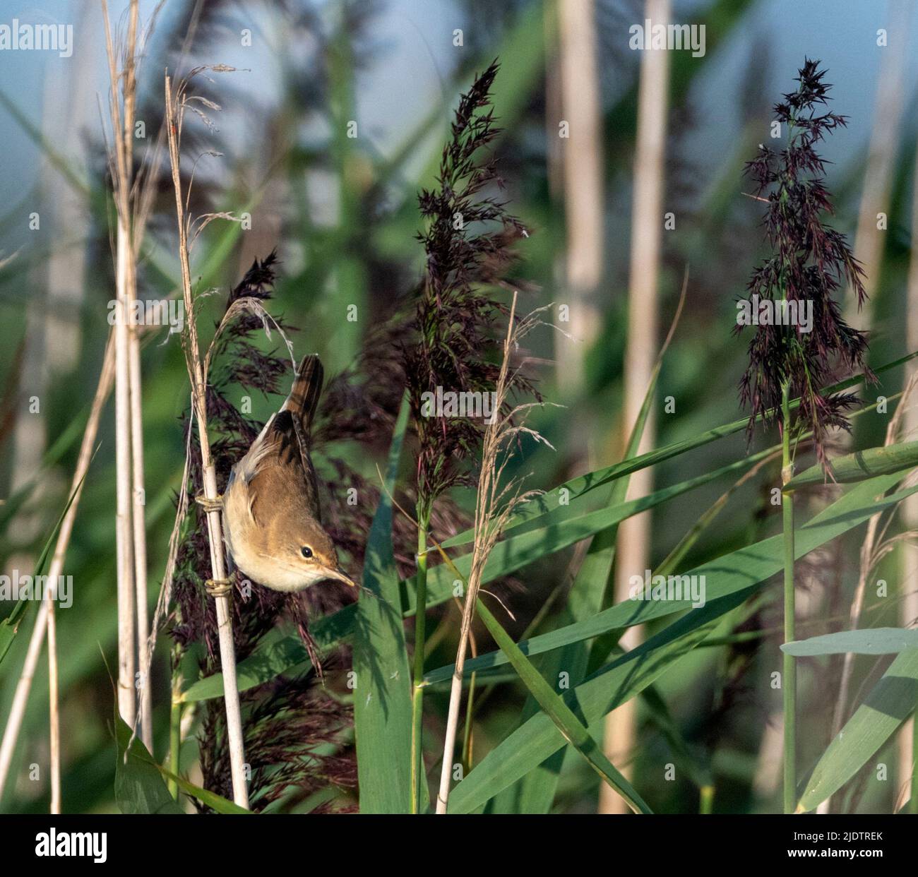 Eurasian reed warbler (Acrocephalus scirpaceus) from Vejlerne, northern ...