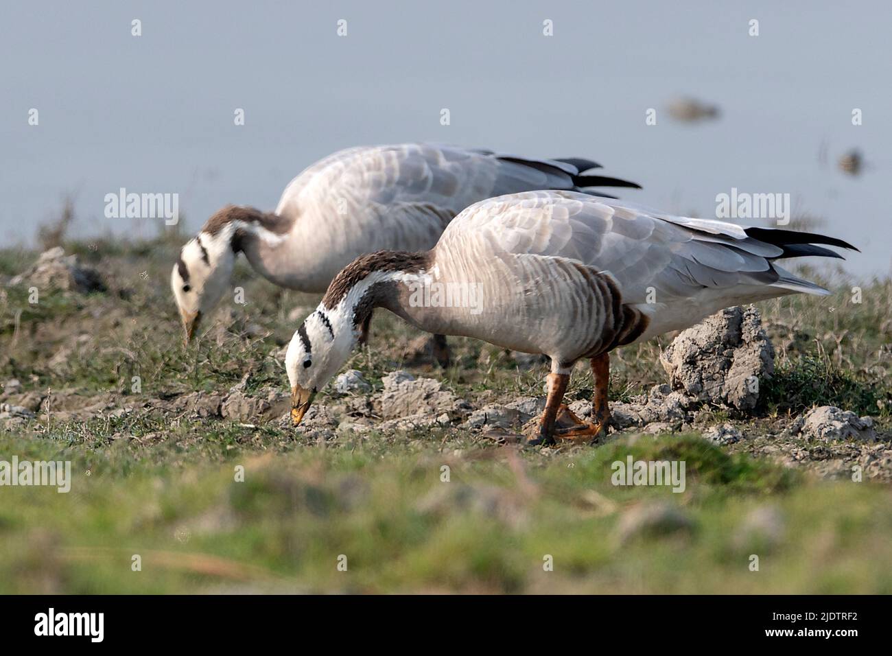 Bar-headed geese (Anser indicus) feeding in Kaziranga National Park ...