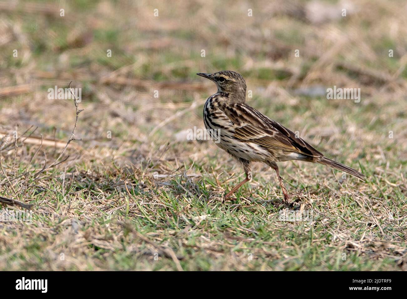 Orientpip hi-res stock photography and images - Alamy