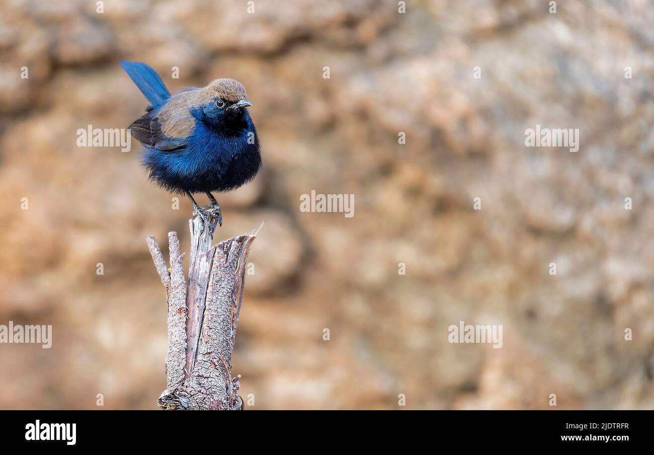 Indian robin (Copsychus fulicatus), male. Rajasthan, India Stock Photo ...