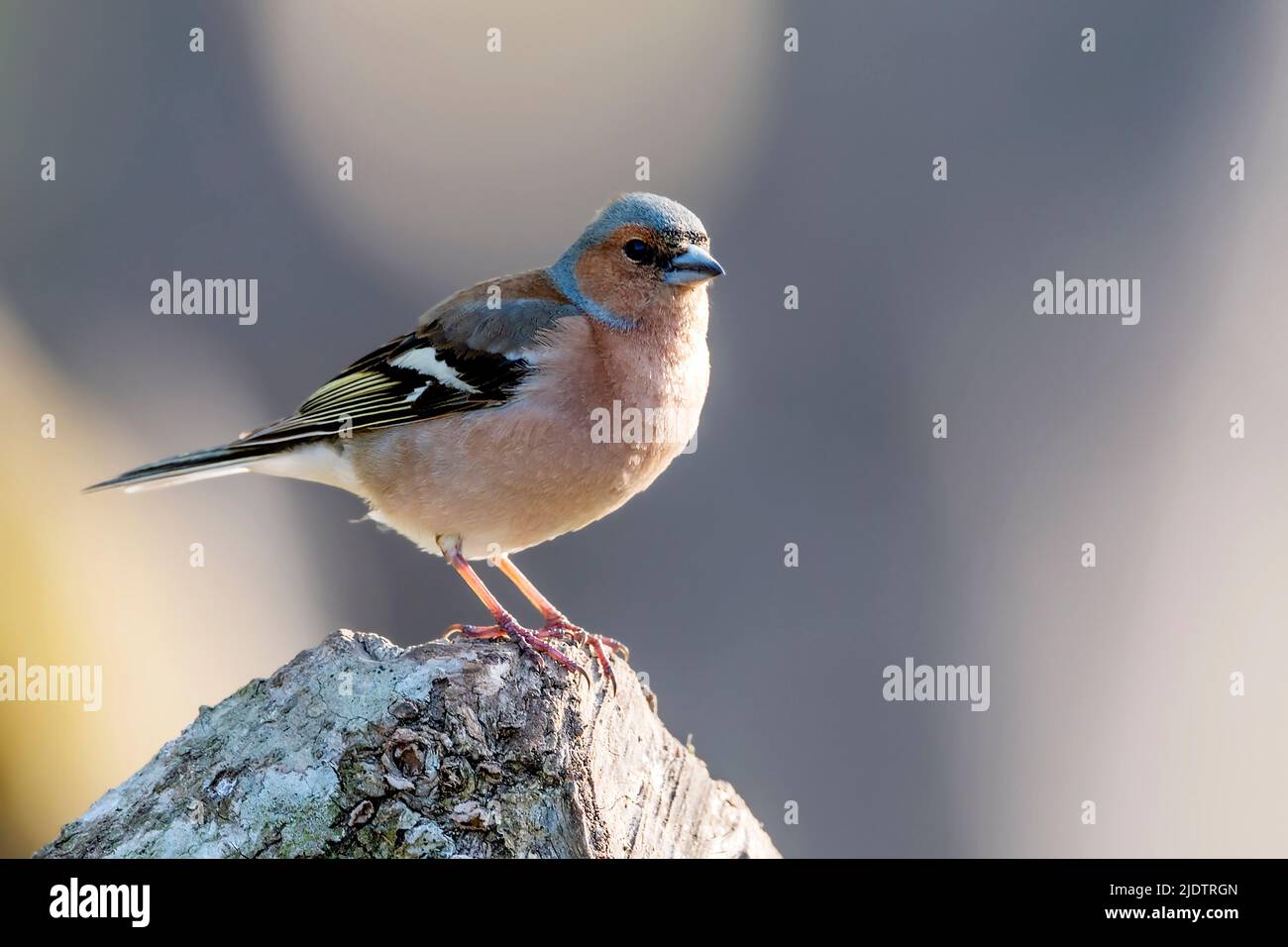 Fugler fugl birds passeriformes hi-res stock photography and images - Alamy