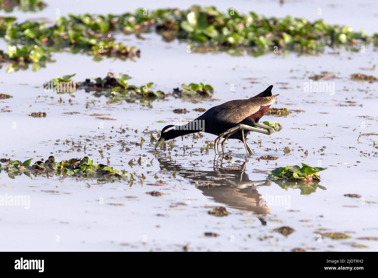 Bronse-winged jacana (Metopidius indicus) from Kaziranga National Park ...