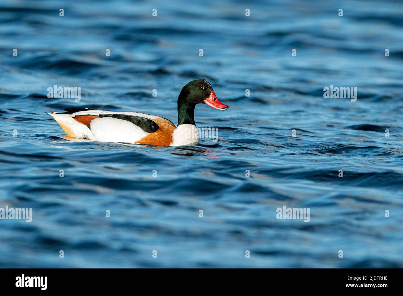 Common Shelduck (Tadorna tadorna) from Vejlerne, northern Denmark Stock ...