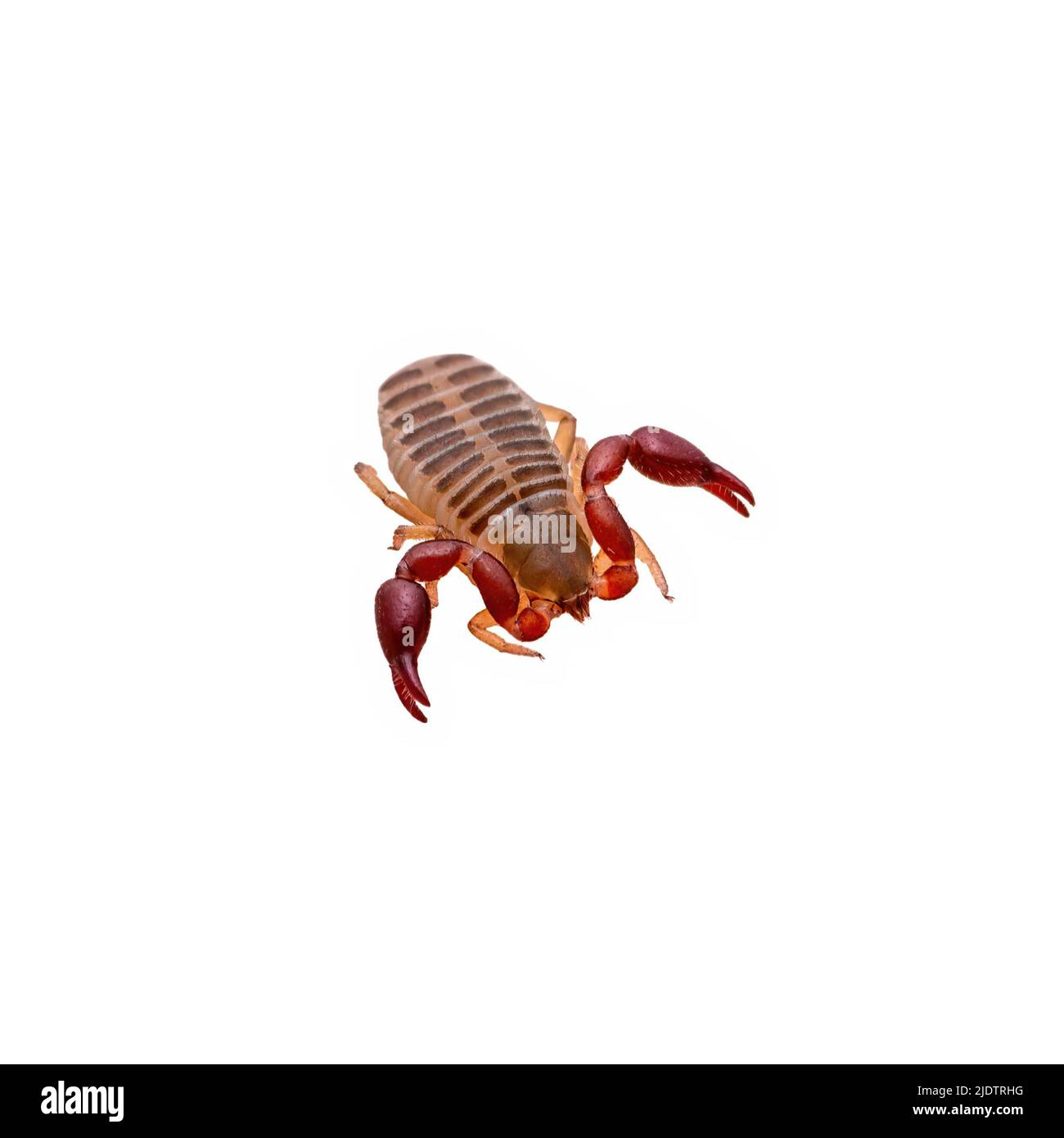 Crawling Pseudoscorpion Spider Tick Scorpion Arachnid Insect Macro ...