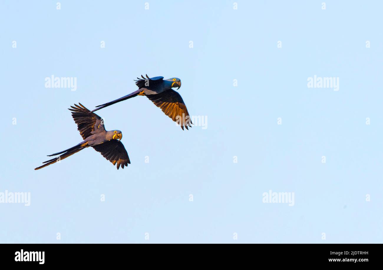 Hyasintara hi-res stock photography and images - Alamy