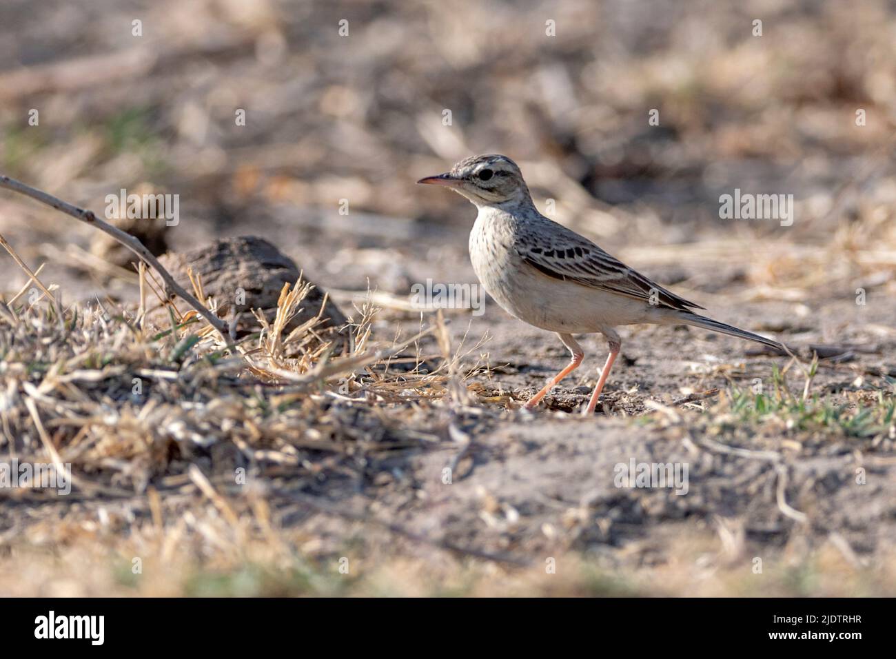Pipit (Anthus sp. ), possibly paddyfield pipit (A. rufulus), from Jawai ...