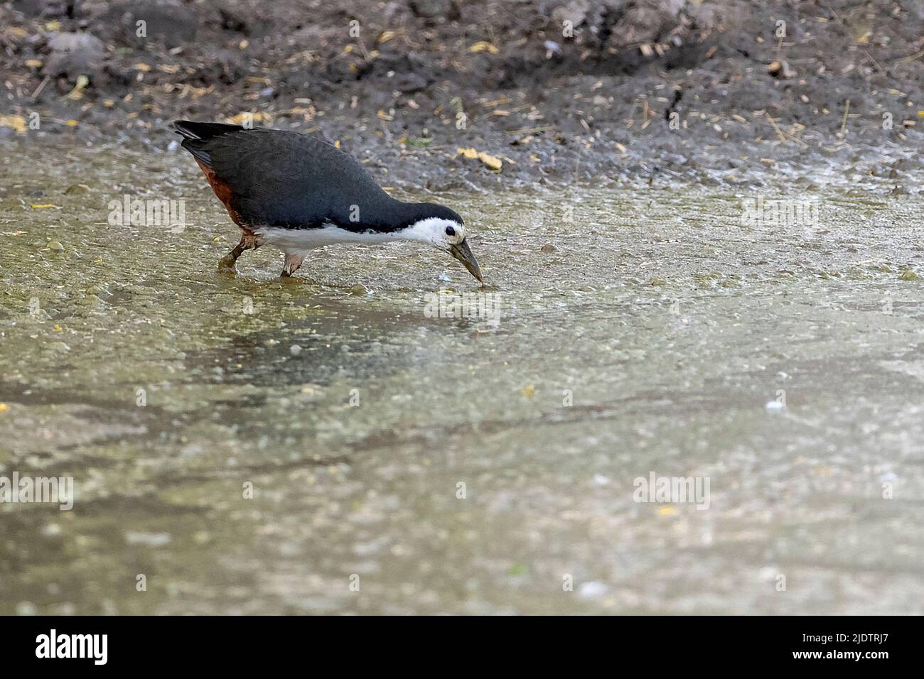 Bronse-winged jacana (Metopidius indicus) from Jawai-area, Rajasthan ...