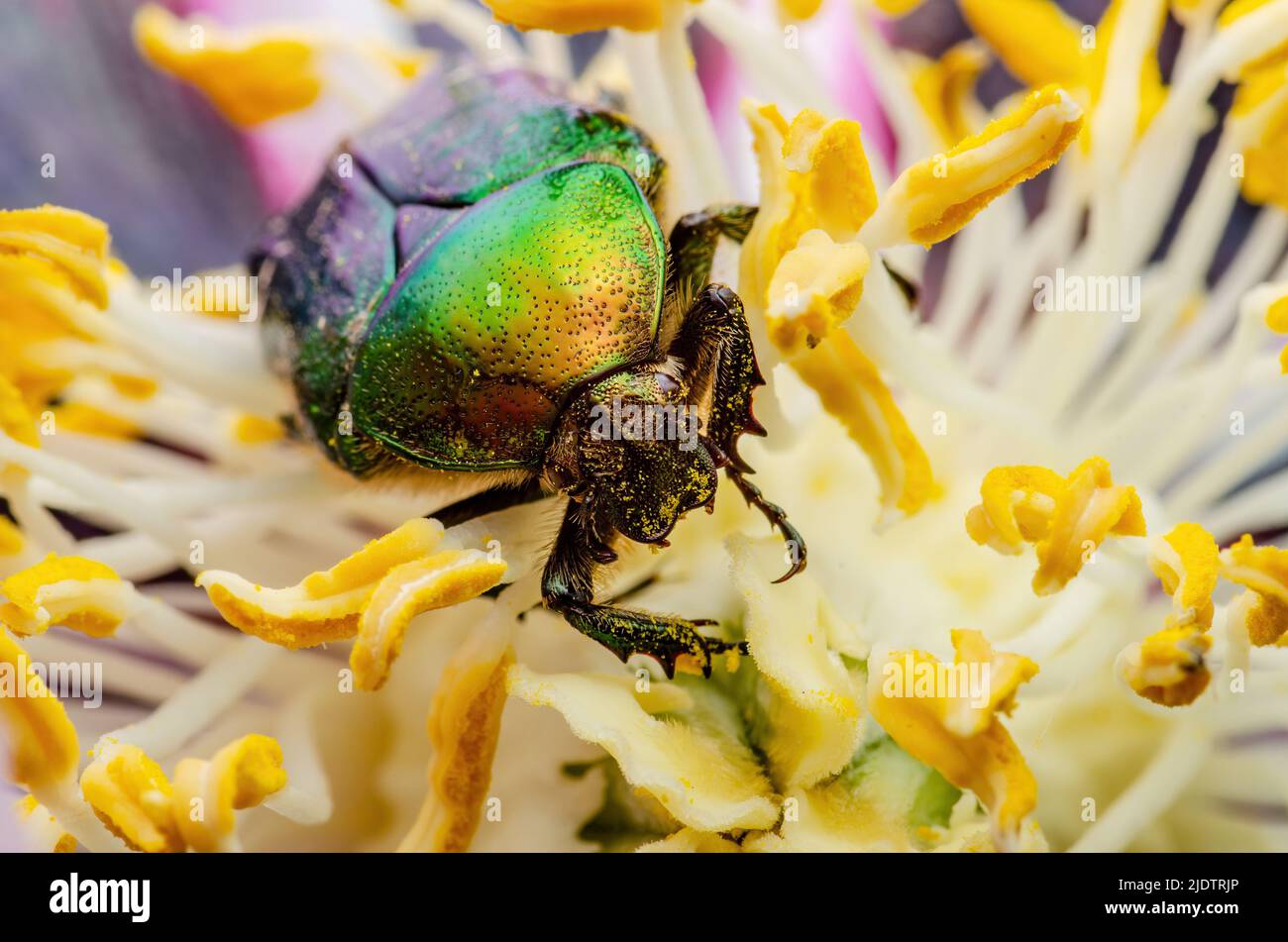 Cetonia Aurata Flower Chafer Green June Beetle Bug Insect Macro on Flower Stock Photo - Alamy