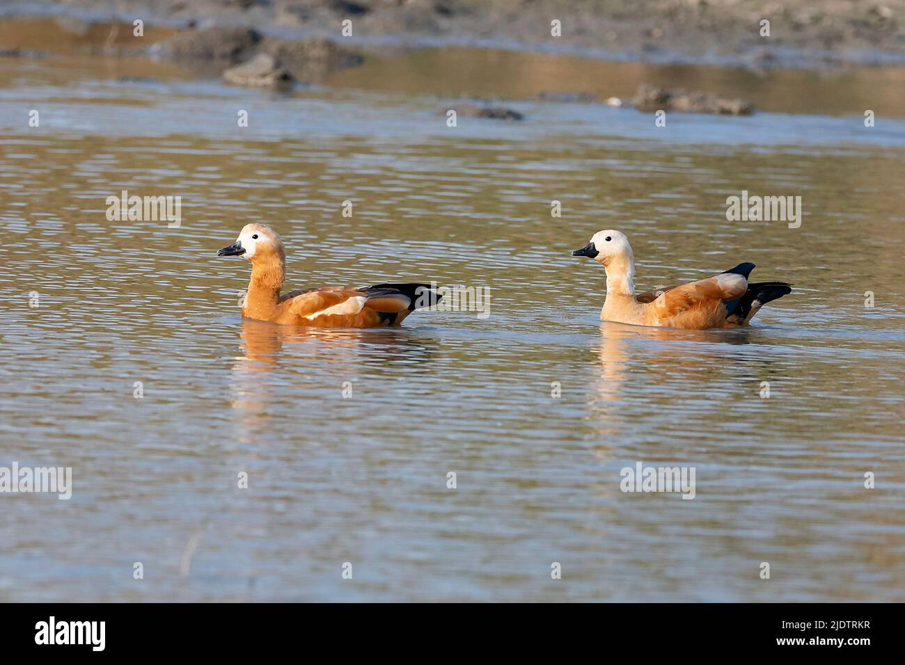Rustand hi-res stock photography and images - Alamy