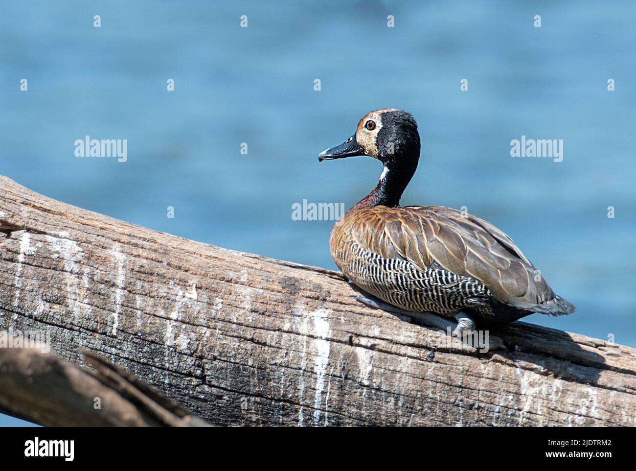 Maskeplystreand hi-res stock photography and images - Alamy