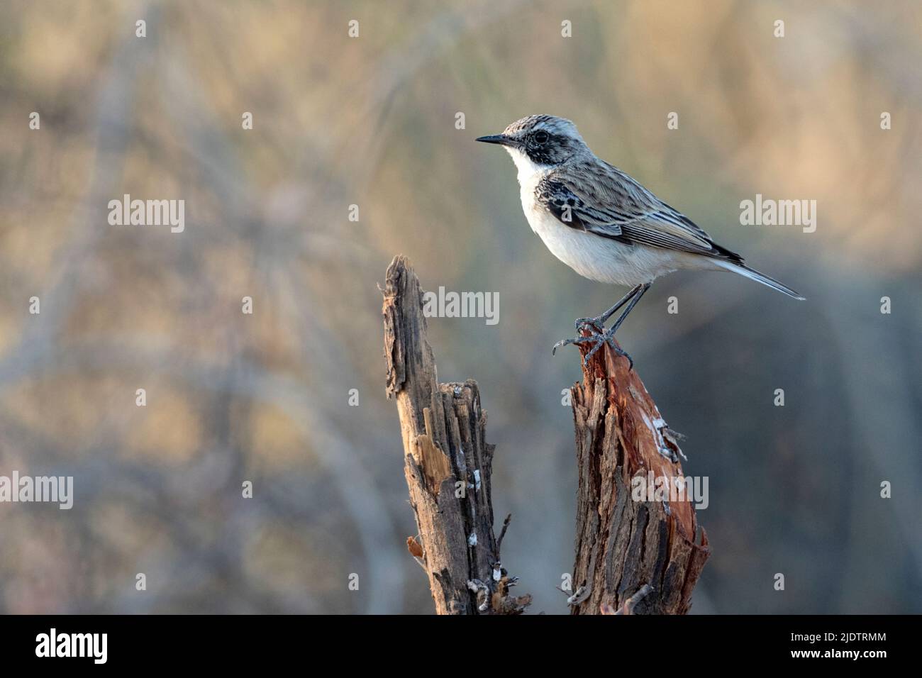 Common stonechat (Saxicola torquatus) from Jawai-area, Rajasthan, India ...
