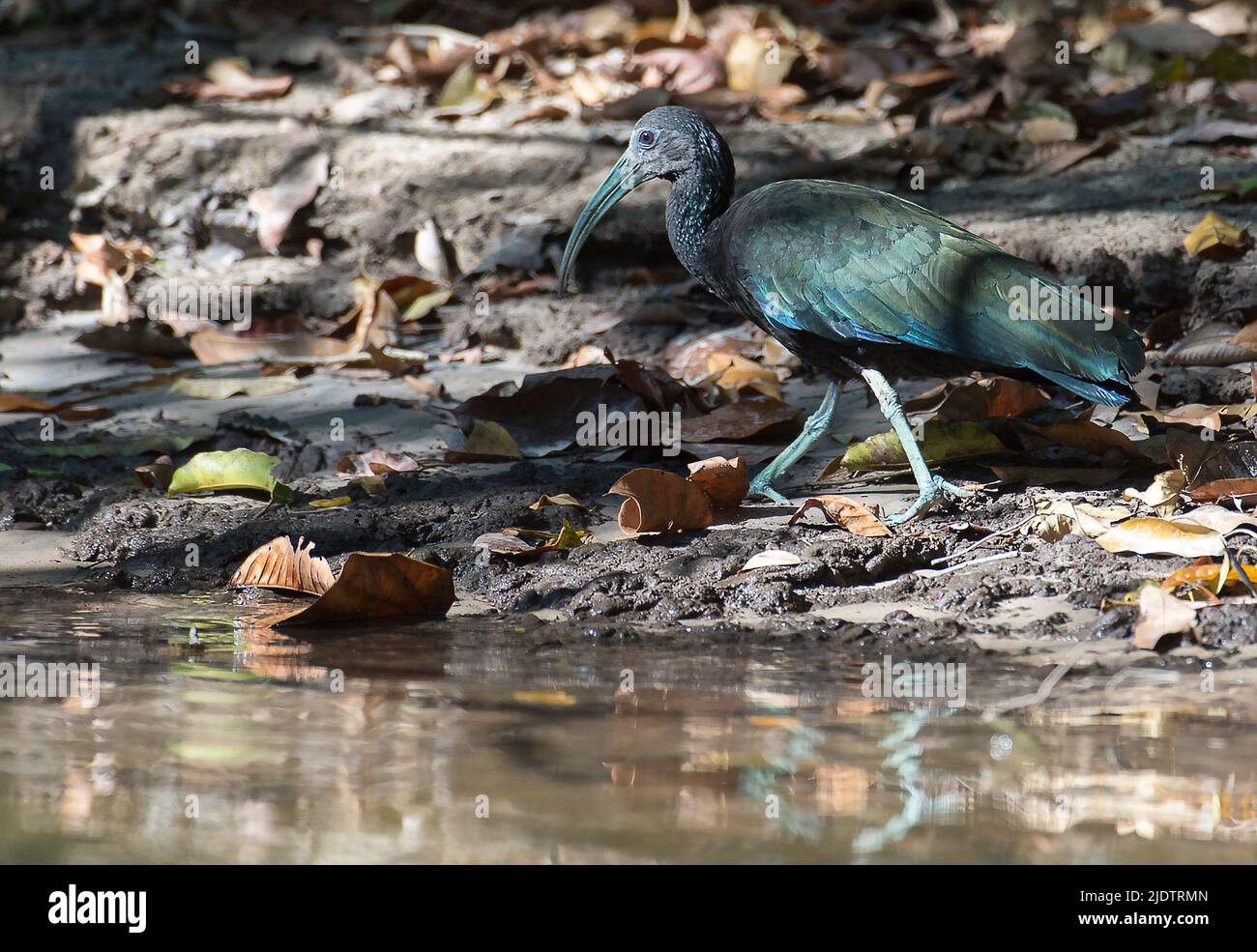 Green ibis (Mesembrinibis cayennensis) from the Amazon, Brazil Stock ...