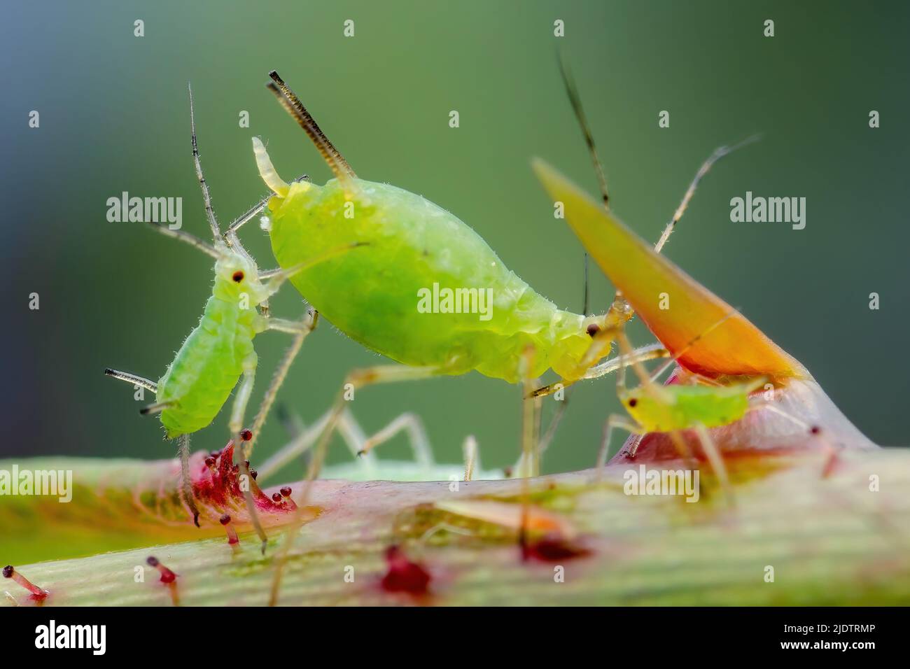 Aphid Colony Close-up. Greenfly or Green Aphid Garden Parasite Insect ...