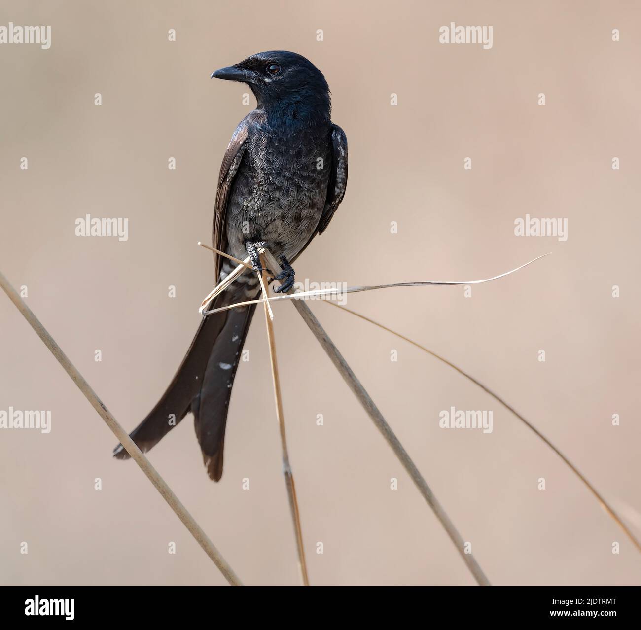 Black drongo (Dicrurus macrocercus) from Bandhavgarh National Park ...