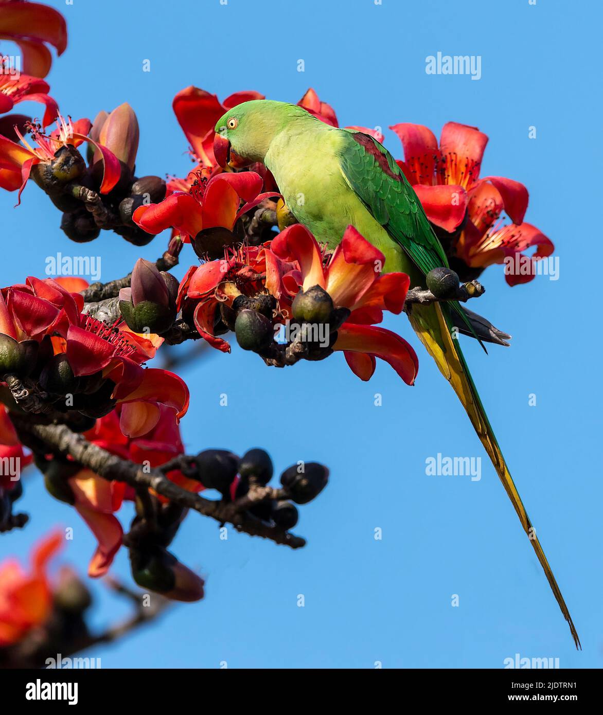 Rose-ringed Parakeet (Psittacula krameri) feeding on flowers from red ...