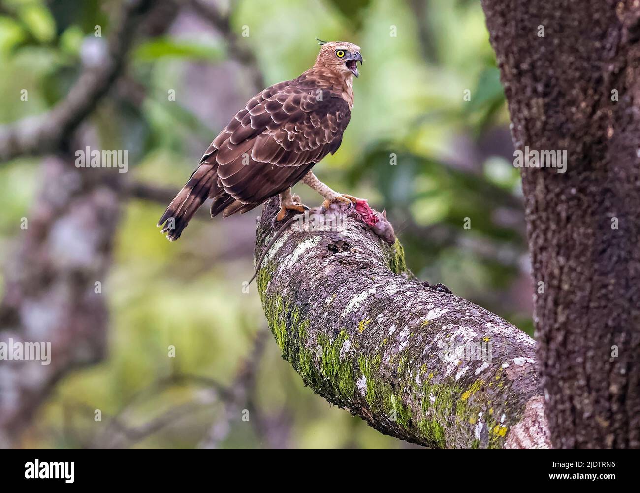 Wallace's Hawk-eagle (Nisaetus nanus) with prey in the canpoy of Sepilok rainforest, Sabah ...