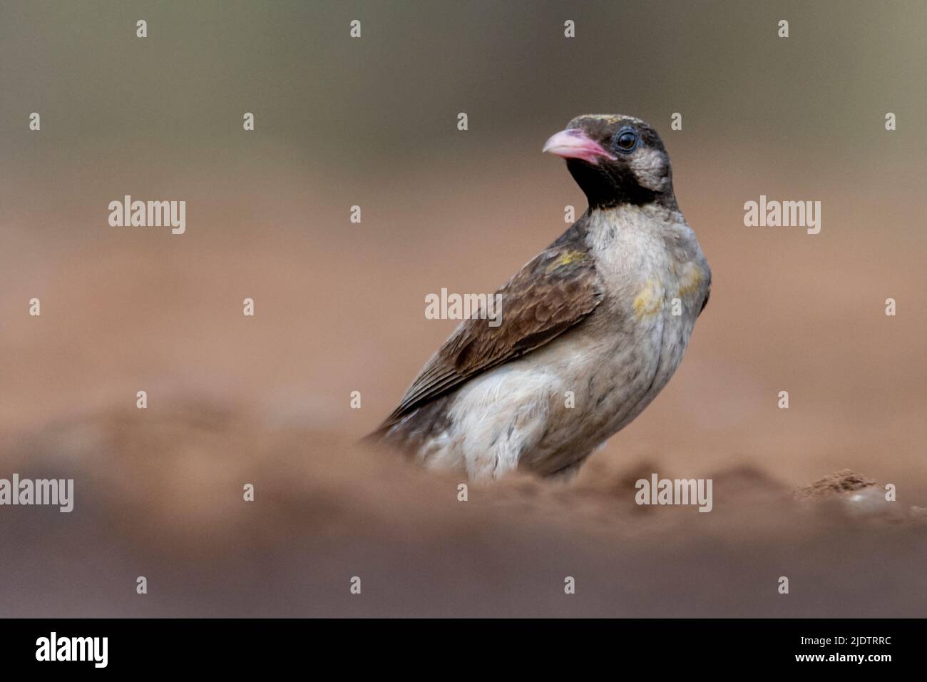 Greater honeyguide (Indicator indicator) from Zimanga, South Africa ...