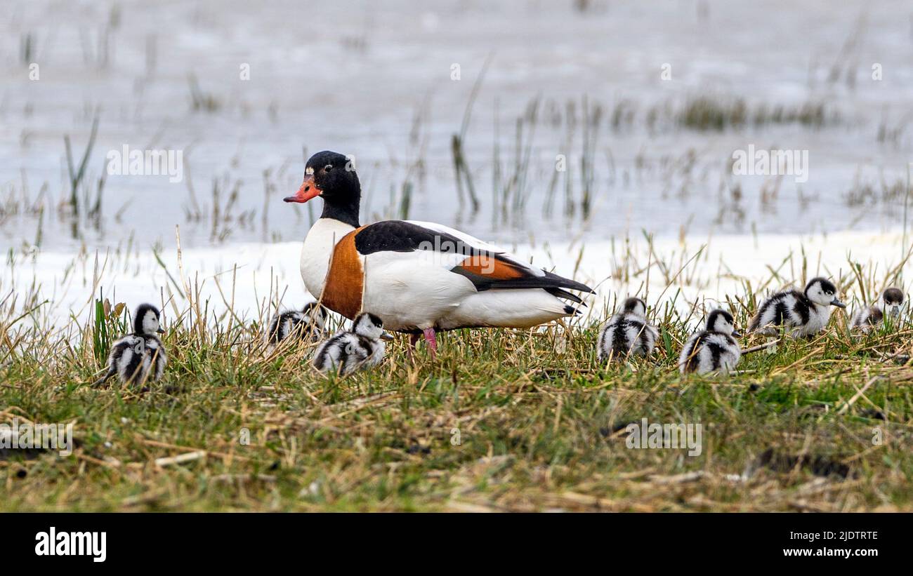 Female shelduck (Tadorna tadorna) with chicks. Photo from Vejlerne ...