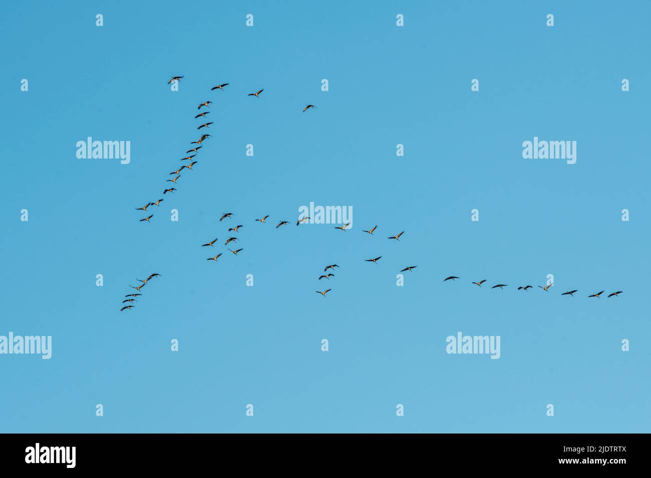 Flock of common cranes (Grus grus) flying over Rajasthan, India Stock ...