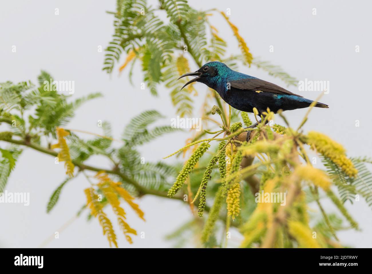 Purple sunbird (Cinnyris asiaticus) calling. Photo from in Chanoud ...