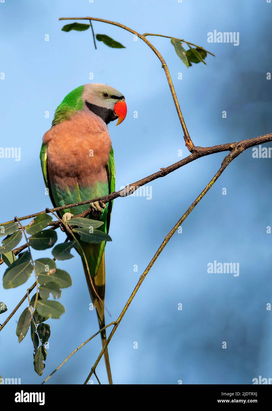 Red-breasted parakeet (Psittacula alexandri). Male from Kaziranga NP ...