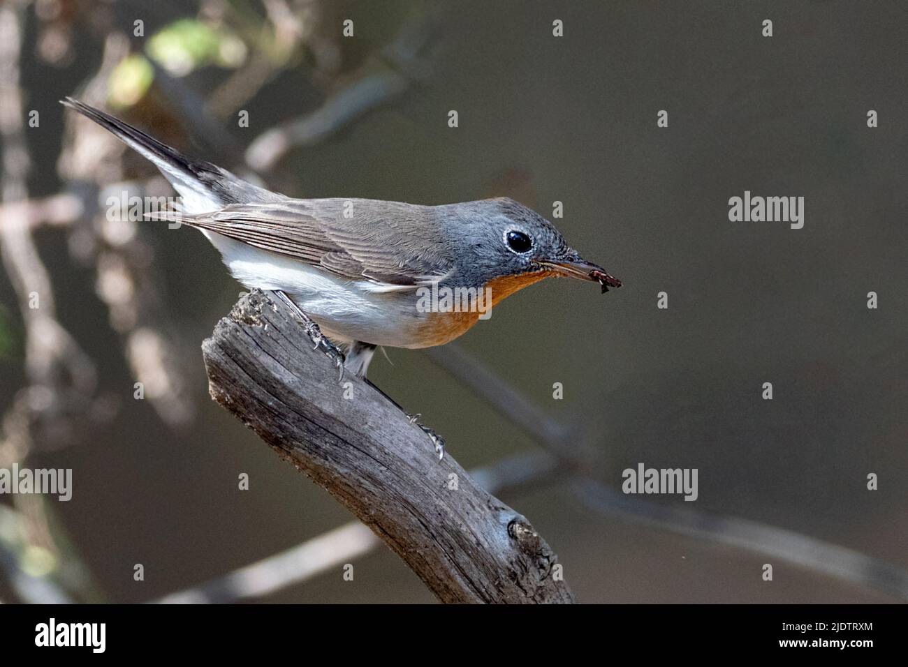Red-breasted flycatcher (Ficedula parva, male) form Kanha National Park ...