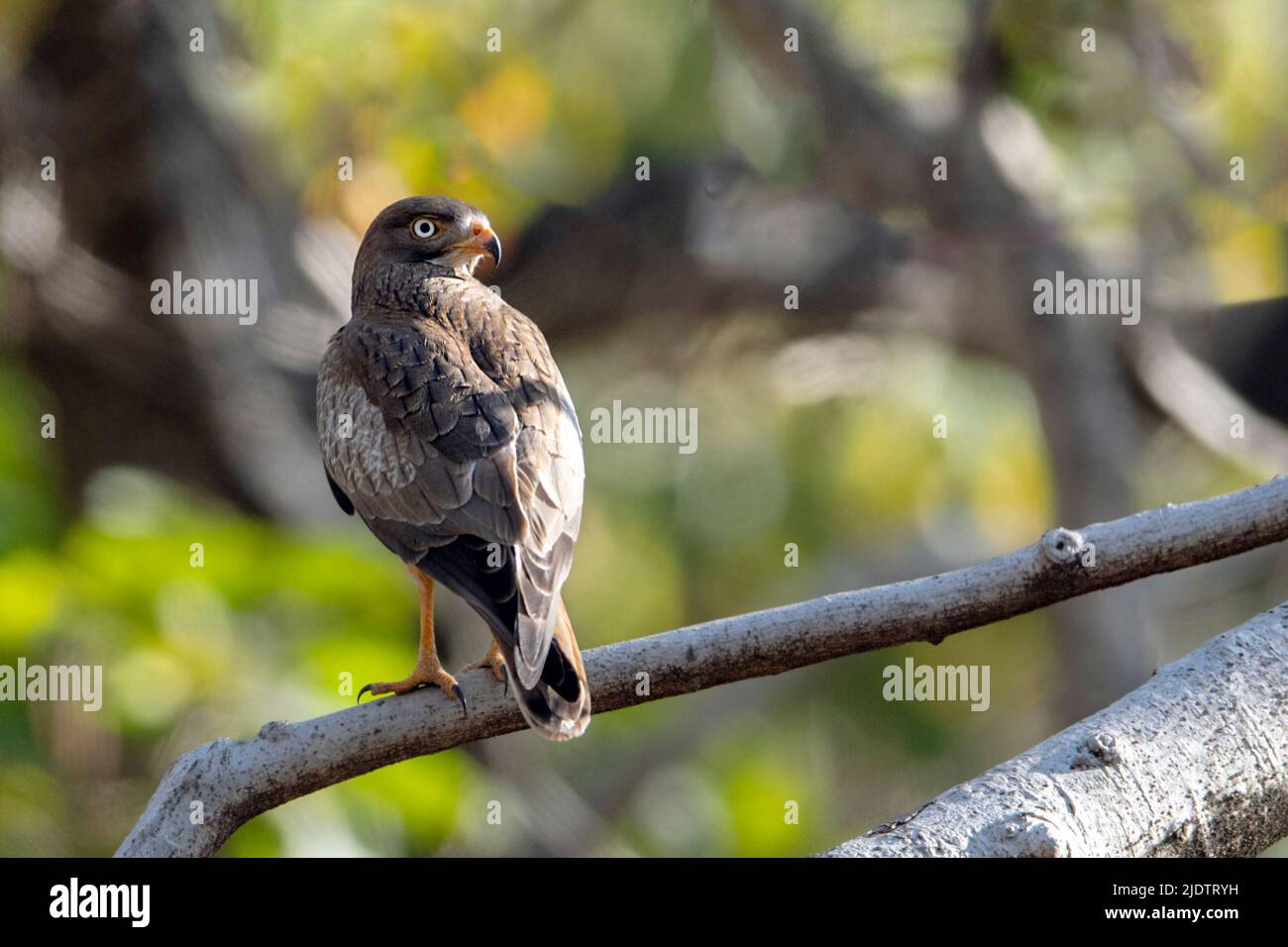 White-eyed buzzard (Butastur teesa) from Pench National Park, Madhya ...
