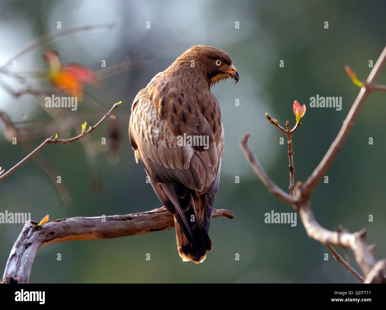 White-eyed buzzard (Butastur teesa) from Bandhavgarh National Park ...