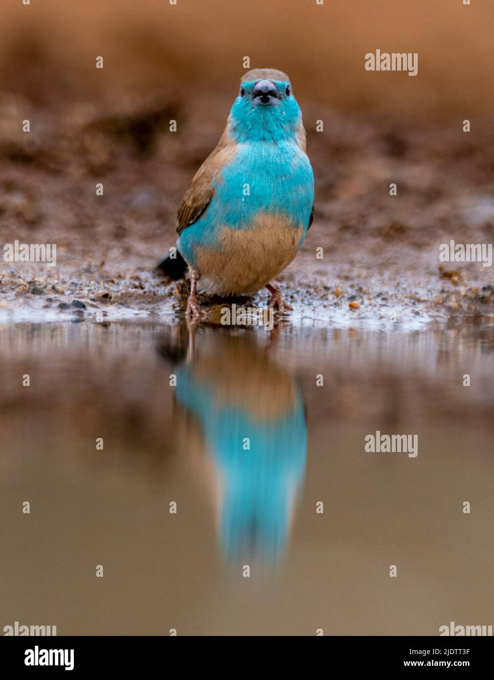 Southern cordonbleu (blue waxbill) (Uraeginthus angolensis) from ...