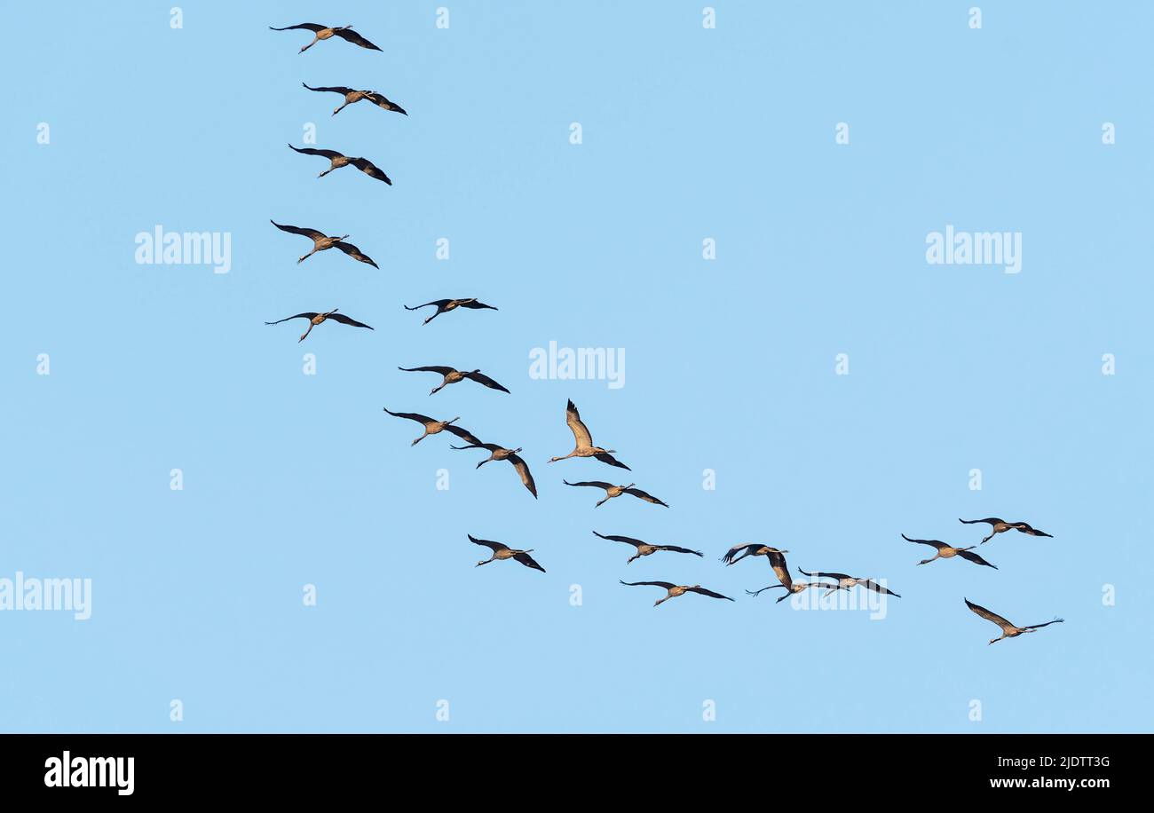 Flock of common cranes (grus grus) flying over Rajasthan, India Stock ...