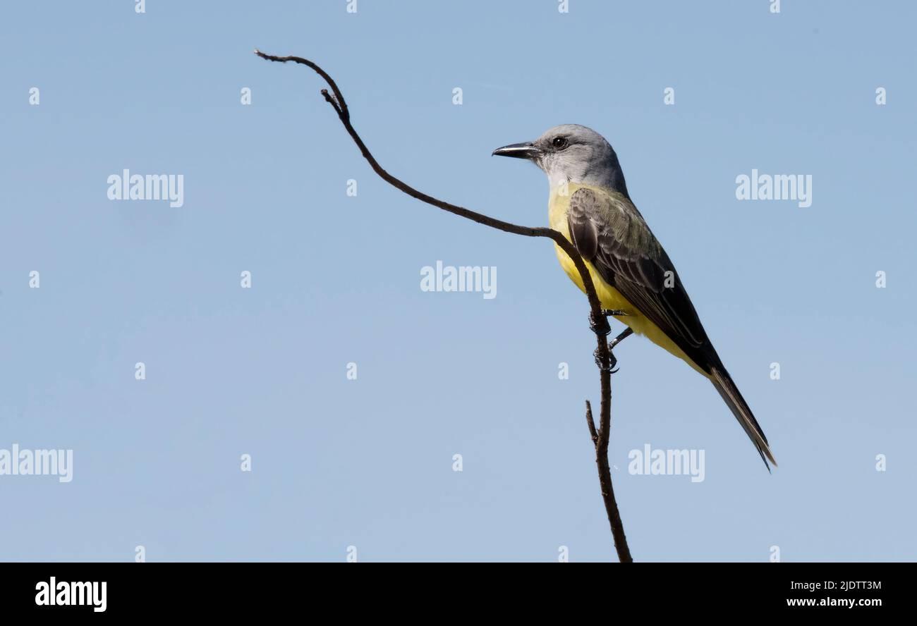 Tropical kingbird (Tyrannus melancholicus) from Pantanal, Brazil Stock Photo - Alamy