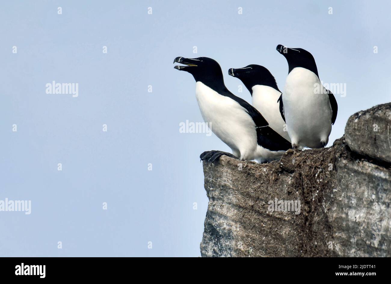 Three razorbills (Alca torda) on the edge of the magnificen bird cliff ...