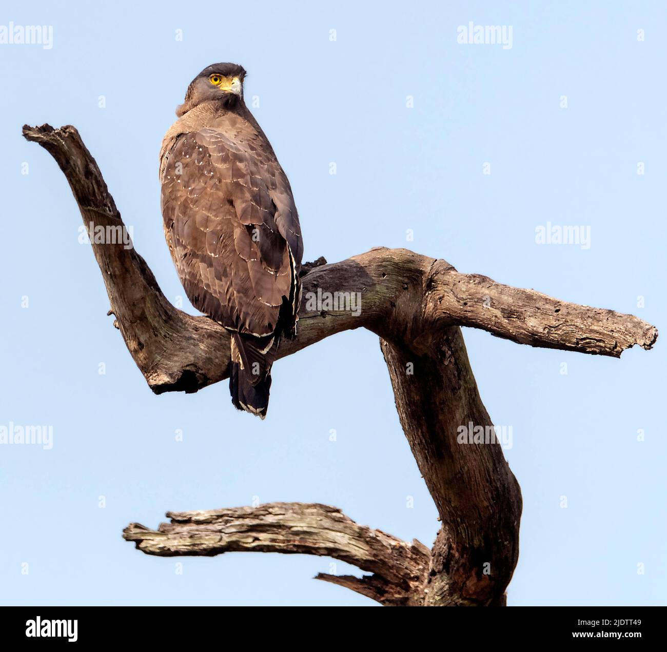 Crested serpent eagle (Spilornis cheela) from Kaziranga National Park, Assam, north-east India ...