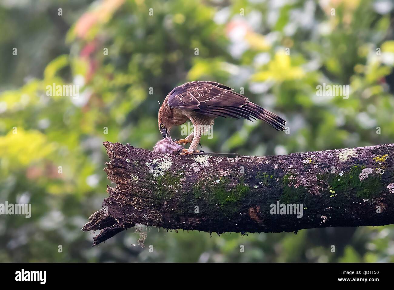 Wallace's Hawk-eagle (Nisaetus nanus) with prey in the canpoy of ...
