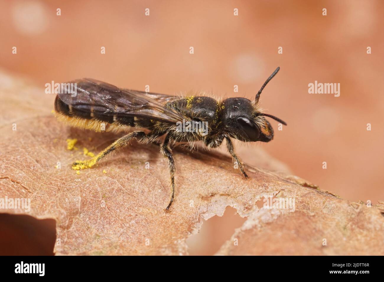 Closeup on a female large scissor bee, Chelostoma florisomne sitting on ...