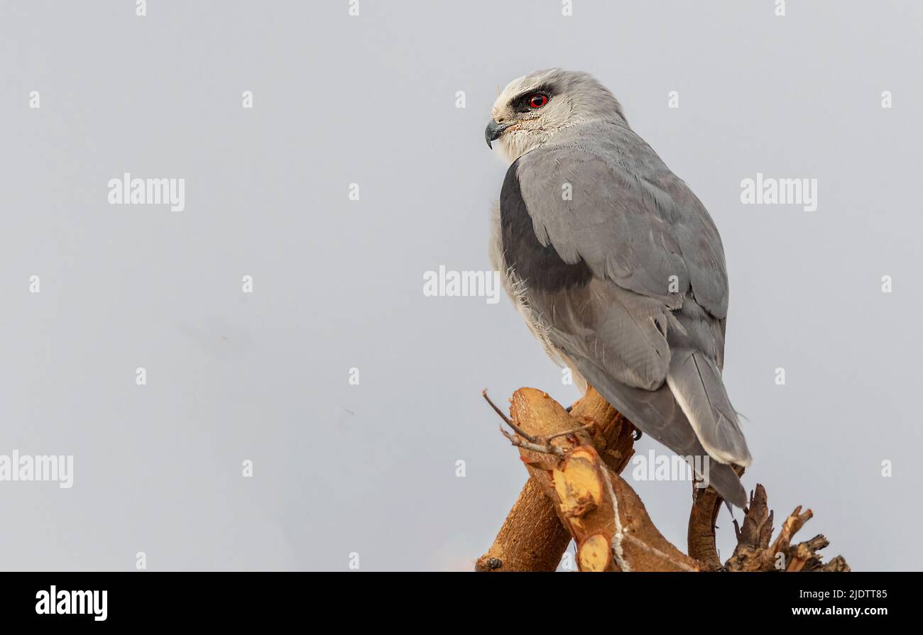 Black-winged Kite (Elanus caeruleus). Photo from Rajasthan, india Stock ...
