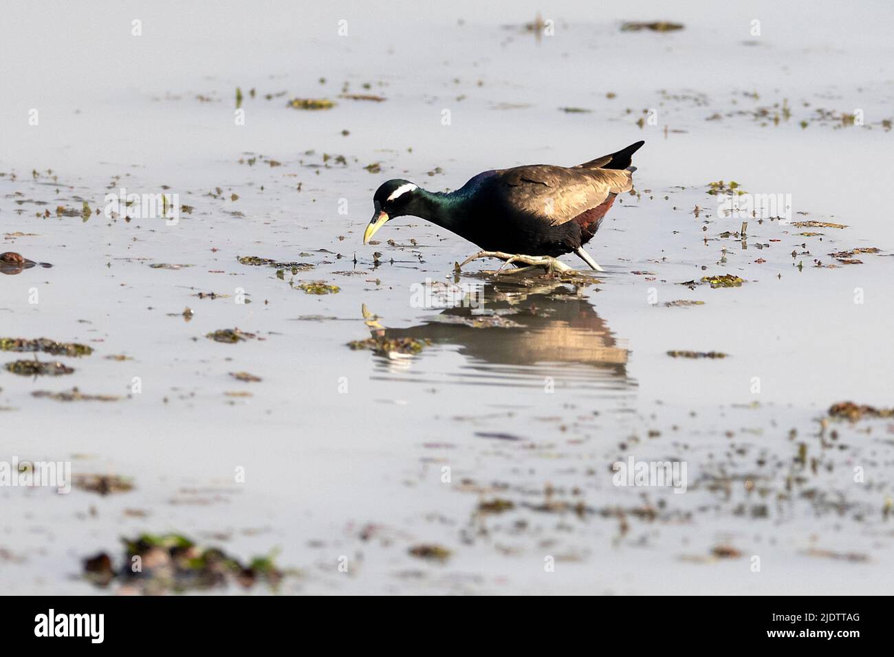 Bronse-winged jacana (Metopidius indicus) from Kaziranga National Park ...