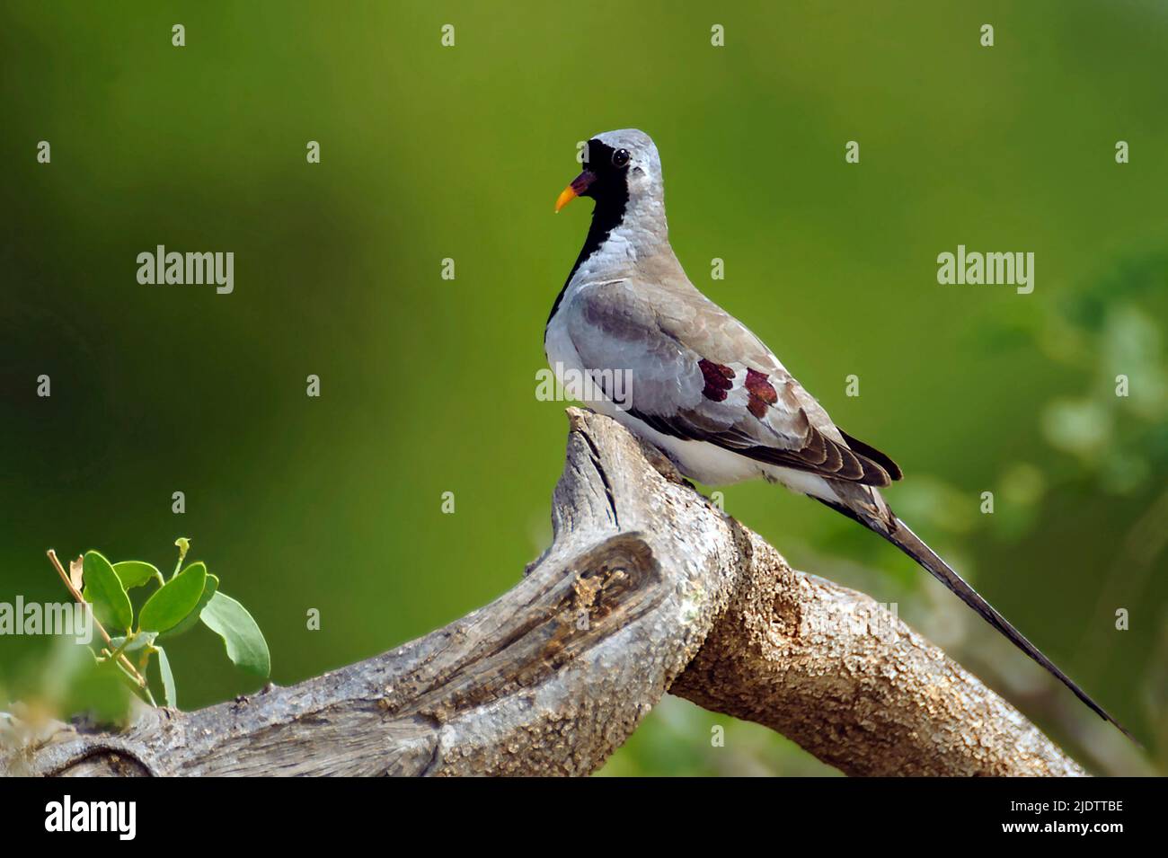 The small Namaqua Dove (Oena capensis), the only species in its genus ...