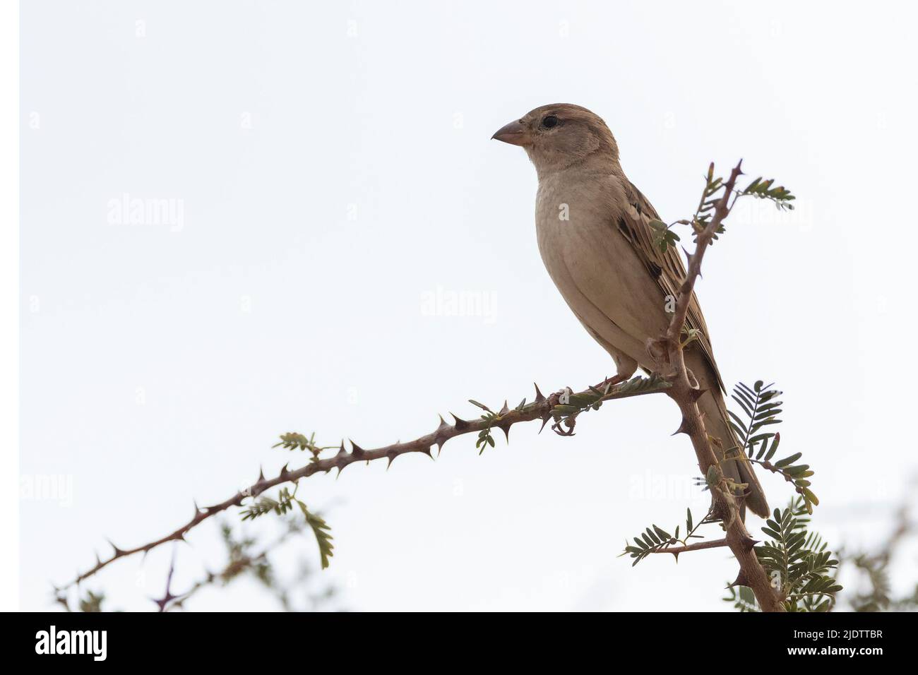 Chestnut-shouldered petronia (Petronia superciliaris) from Jawai ...