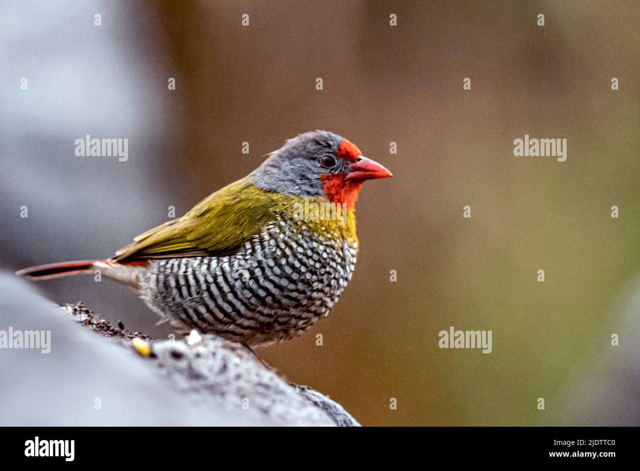 Male green-winged pytilia (Pytilia melba) from Zimanga, South Africa ...