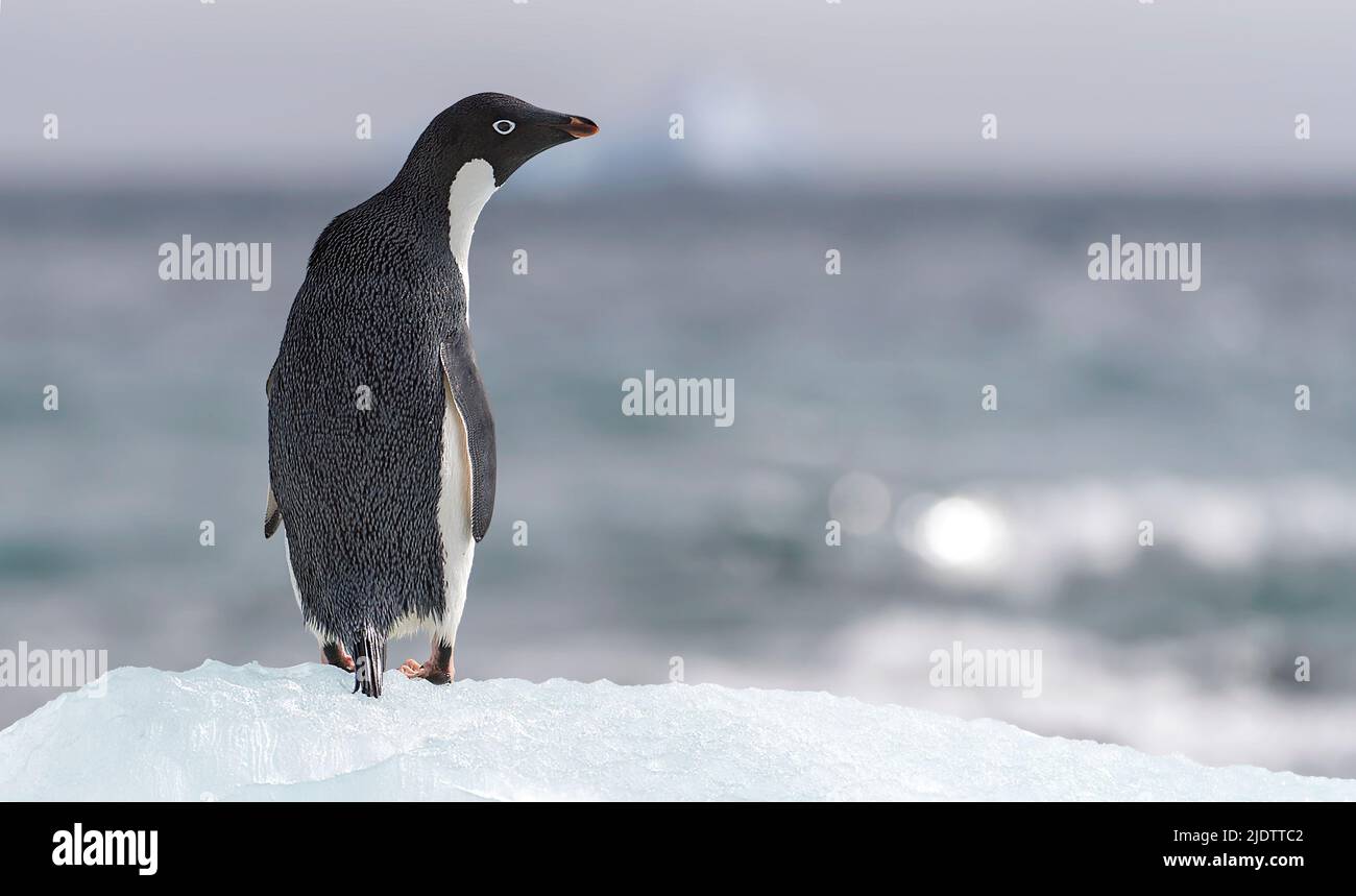 Adelie Penguin (Pygoscelis adeliae) at Brown Bluff, the Antarctic Sound ...