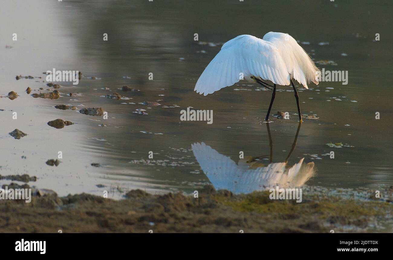 Hegre hi-res stock photography and images - Alamy